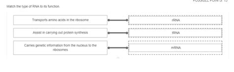 solved match the type of rna to its function