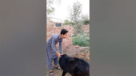 Shuff Shuff Trendfunny Youtube