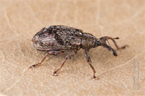 Photo 55837 Anthonomus Pomorum