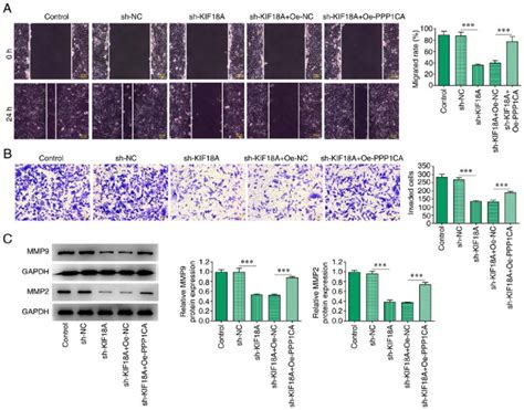 Overexpression Of Ppp1ca Reduces The Effect Of Kif18a Silencing On The