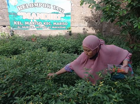 Gerakan Terus Menanam Di Mariso Makassar Sijori Id