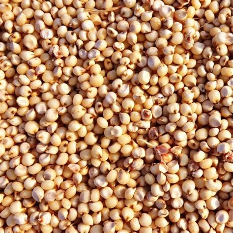 Natural Sorghum Jowar Millet Seed For Food Processing Packaging Type