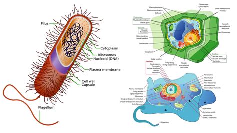 Secretory Vesicles Definition Structure Functions And Diagram