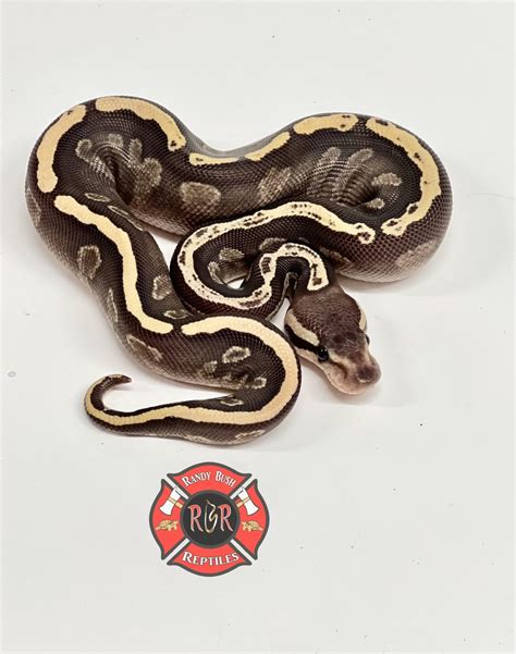 Ghi Mojave Fire Het Albino Ball Python By Randy Bush Reptiles