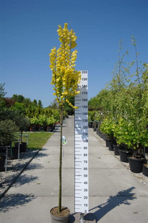 Ulmus Hollandica Wredei Kopen Tuinplantenonlinenl