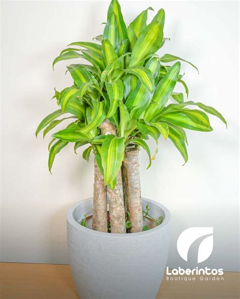 Tronco De La Felicidad O Tronco De Brasil Con Maceta Color Beige