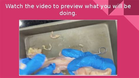 Open Sci Ed Cells To Organisms Lesson 2 By The Brainy Science Teachers