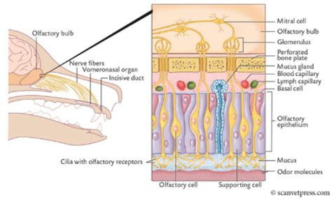Week 6 Physiology Of Olfaction Flashcards Quizlet