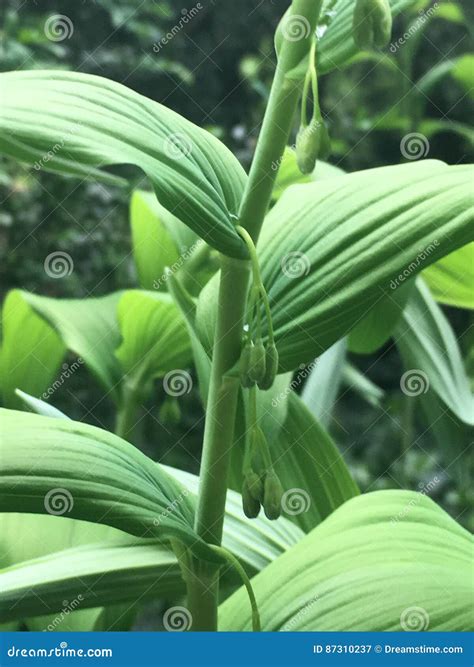 Flower Stem And Leaf Stock Image Image Of Verdant Garden 87310237