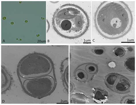 Isolation And Identification Of A Halophilic And Alkaliphilic