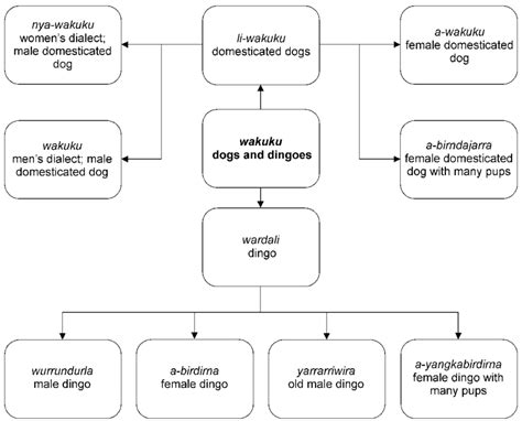 Yanyuwa Classification Of Wakuku Dogs And Dingoes Download