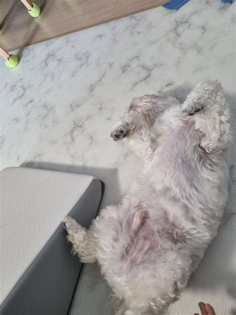 강아지 사진 치지직 에펨코리아