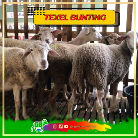 Domba Texel Berkualitas Tinggi Harga Terjangkau Gb Farm