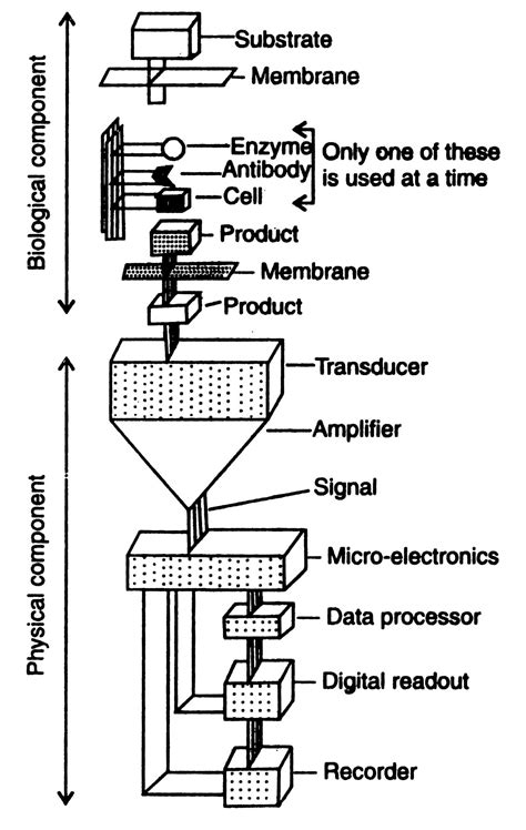 Enzyme Biosensors Examples At Kelly Duppstadt Blog
