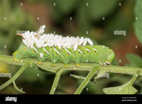 Tobacco Hornworm Eggs