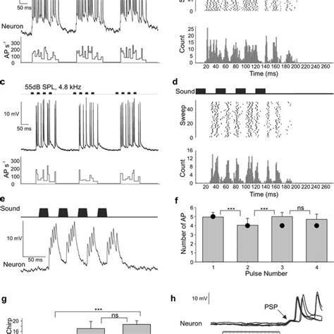 Response Of B Darn1 To Attractive And Unattractive Chirp Patterns A
