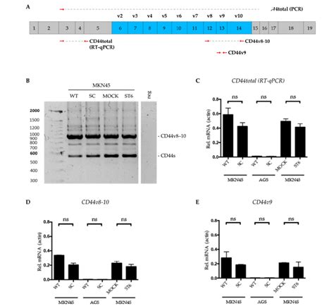 Cd44 Gene Expression Analysis In Gastric Cancer Cell Line Models A Download Scientific