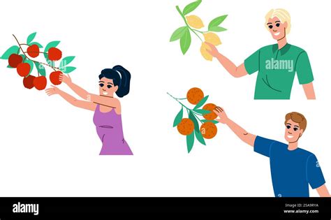 Farm Fruit Picking Vector Tree Pick Garden Field Hand Orchard Farm