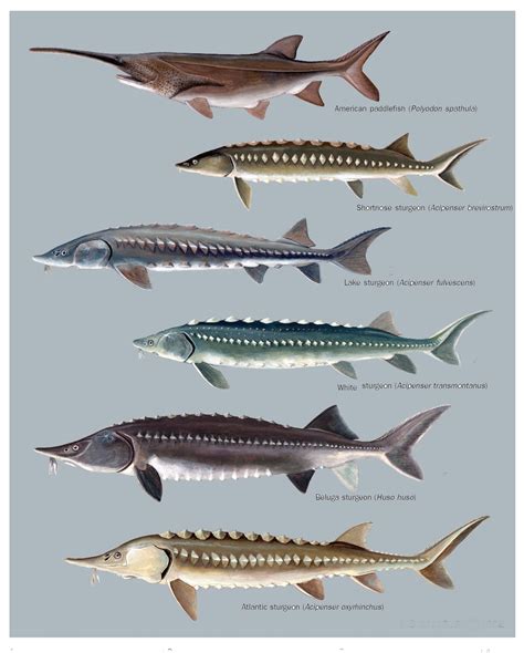 Ancient Placoderm Could Turn Vertebrate Evolution On Its Head Artofit