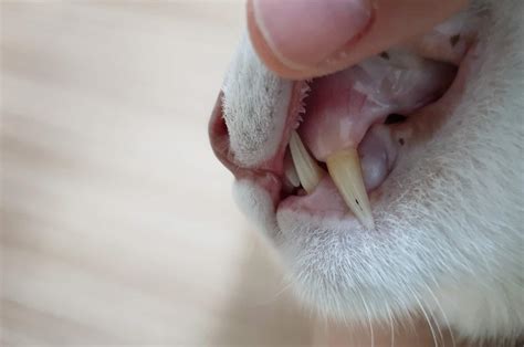 Anemic Cat Gums