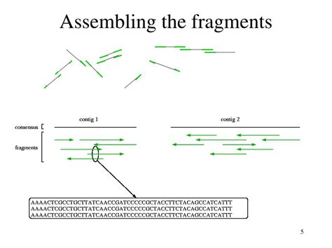 Ppt Genome Sequence Assembly Powerpoint Presentation Free Download