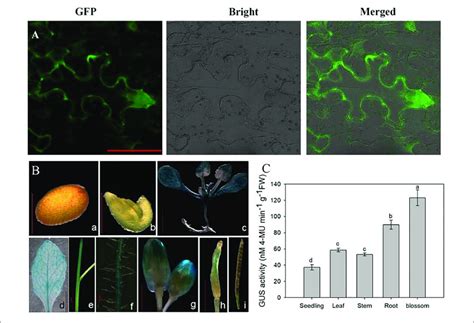 Subcellular Localization Tissue Expression And Quantitative Download Scientific Diagram