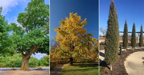 21 Best Trees To Reduce Pollution Balcony Garden Web