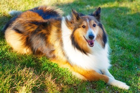 How Pal The First Ever Lassie Got His Start In Hollywood Greatergood