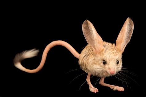 Long Eared Jerboa Joel Sartore