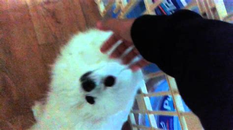 귀여운강아지 뽀삐~~ Youtube