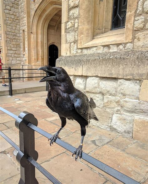Exploring Legend Says If The Ravens At The Tower Of London Ever