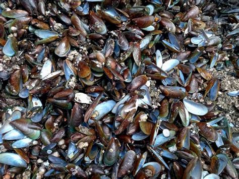 Kerang Biru Dan Dermaga Biru Muara Kamal Jakarta Utara Halaman 1