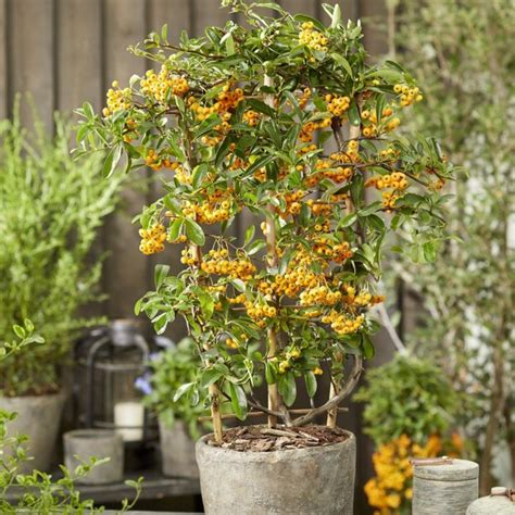 Pyracantha Sonny Star Plantazon