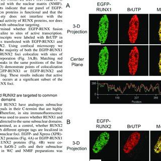 RUNX Proteins Localize To Sites Of Active Transcription SaOS Cells Download Scientific