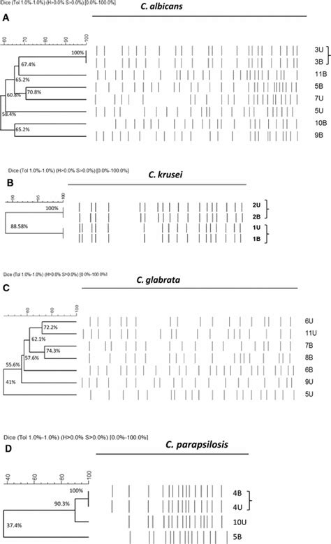 Dendrogram Based On Pfge Profiles Of Bsshii Digested Genomic Dna From 8
