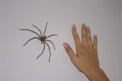 Giant Huntsman Spider Size Comparison