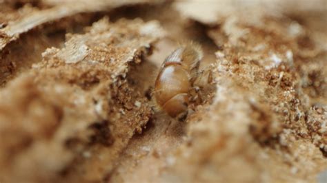 Spruce Bark Beetle Eradicated From Sites Around England Timber