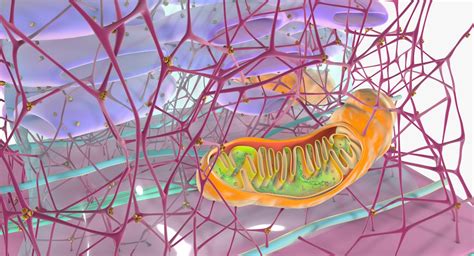 3d Cytoskeleton Structure Cell Turbosquid 1295229