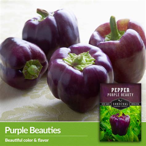 Purple Beauty Pepper Seed Purple Bell Pepper Survivalgardenseeds