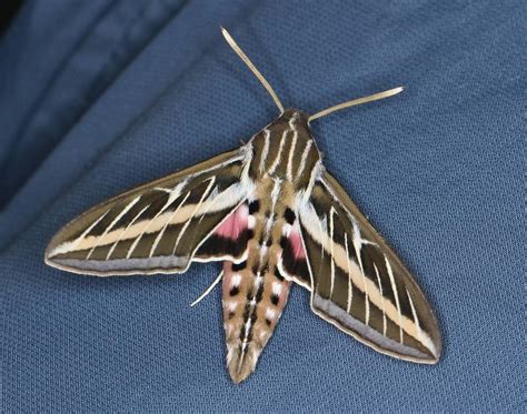White Lined Sphinx Moth