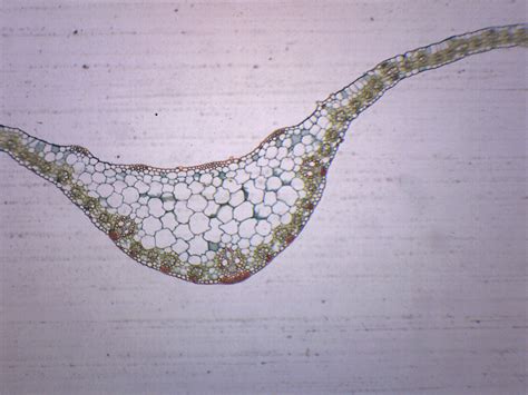 Monocot Leaf Under Microscope