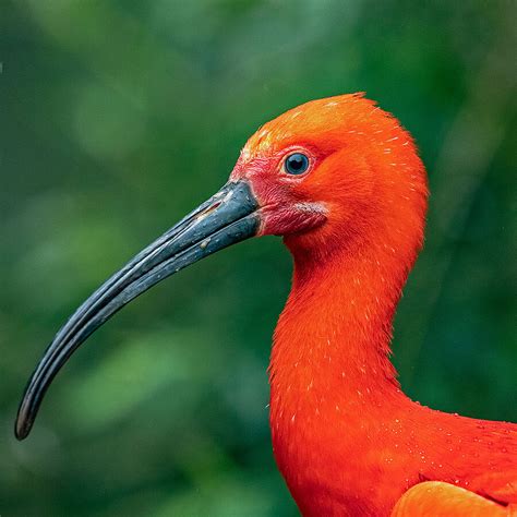 Scarlet Ibis Tierpark Hellabrunn