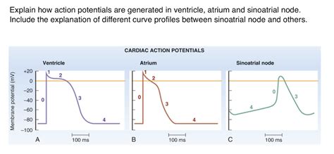 Solved Explain How Action Potentials Are Generated In