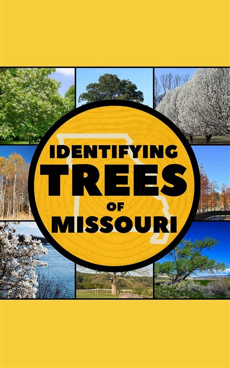 Missouri Tree Bark Identification At Louise Costa Blog