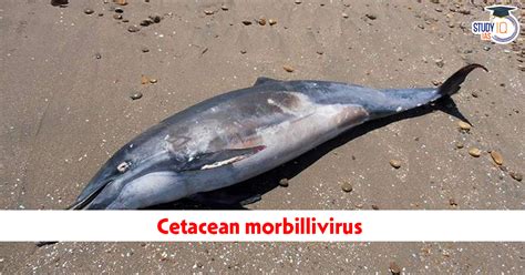 Cetacean Morbillivirus Meaning Features Spread Impact And