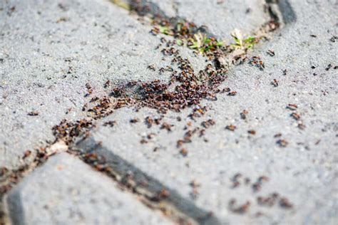 12 Scents That Ants Hate Time To Say Goodbye Pest Pointers