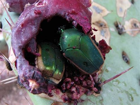 Mayate Qué Es Características Hábitat Reproducción Control Biológico