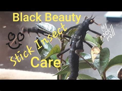 What Do Black Beauty Stick Insects Eggs Look Like
