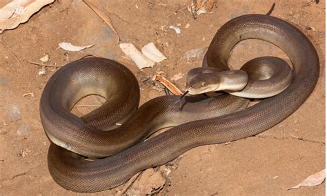Olive Python Animal Pictures A Z Animals
