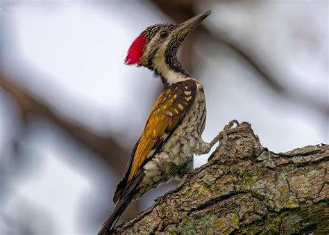 Bird Black Rumped Flameback Free Photo On Pixabay